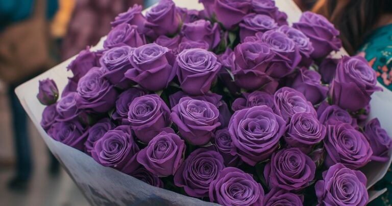 Purple Roses Meaning: Symbolism, Shades, and Occasions