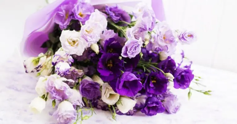 Purple Roses Meaning: Symbolism, Shades, and Occasions