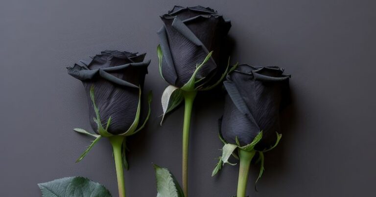 Black Roses Meaning: Symbolism, Cultural Significance, and Occasions