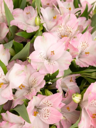 Flowers for Cancer: Symbols, Types and Bouquet Guide