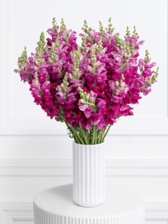 Send a Bouquet of Peonies - Same Day Peony Flower Delivery