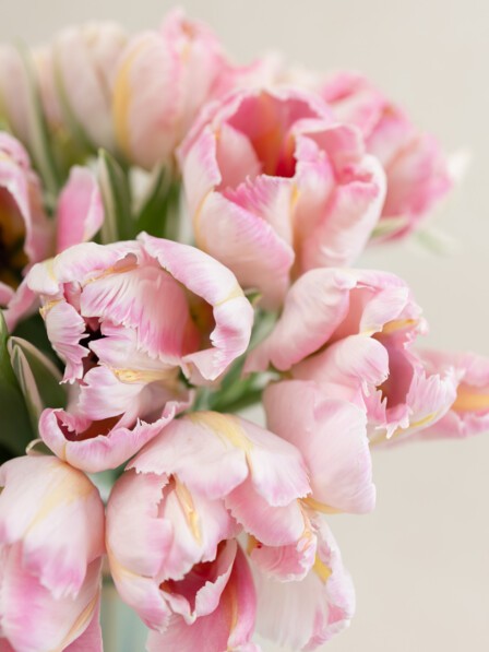 Tulip Bouquet Delivery | Send a Bouquet of Tulips