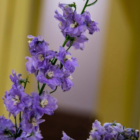 Flowers for Cancer: Symbols, Types and Bouquet Guide