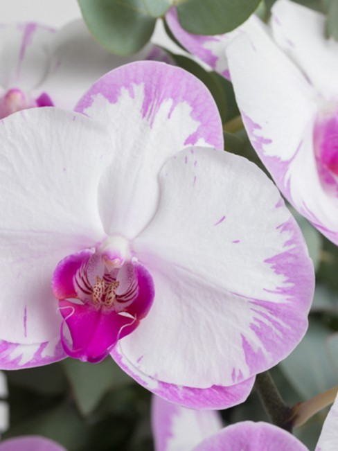 Miami Flower Delivery | Send Flowers Today