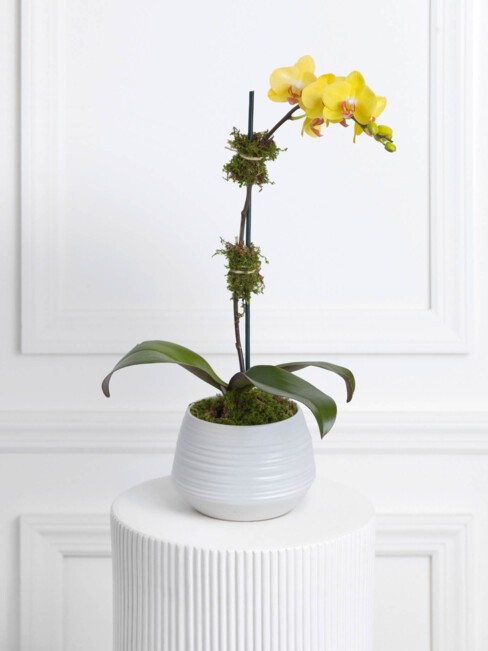 Flower Delivery | Send Fresh Flowers Online | Ode à la Rose