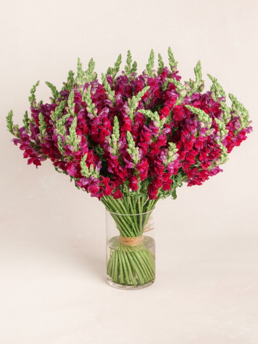 Flowers for Gemini: Symbols, Types and Bouquet Guide