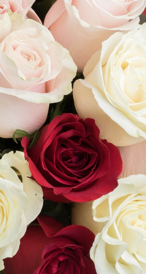 The Mirabelle Bouquet - 12 Red, Light Pink, and White Roses