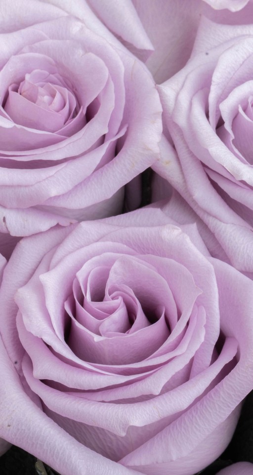 100 Purple Bouquet Delivery | Grand Amour | Ode à la Rose