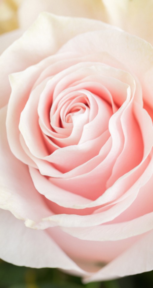 24 Pink Rose Bouquet Delivery | 2 Dozen Pink Roses | Ode à la Rose