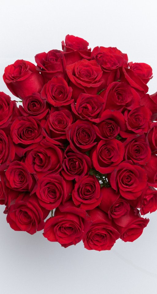 36 Red Rose Bouquet Delivery | 3 Dozen Red Roses | Ode à la Rose