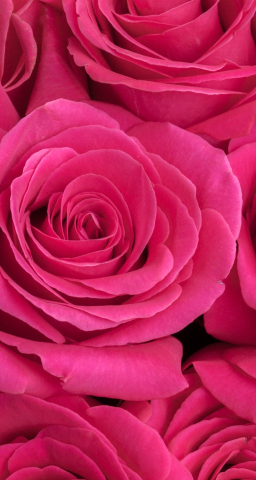 The Tilda Bouquet - 12 Stunning Pink Floyd Roses