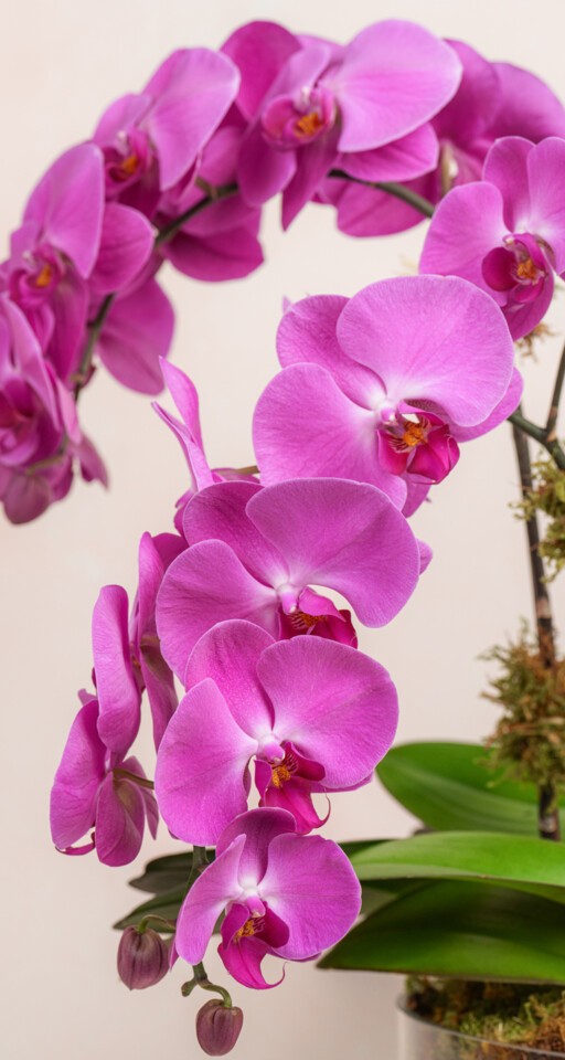 Triple Magenta Orchid - Elegant 25-Inch Orchid Arrangement