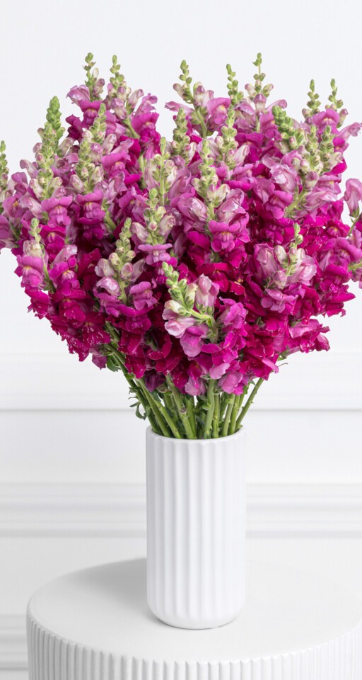Martine - 30 Stems of Burgundy Snapdragon