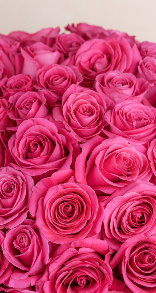 100 Hot Pink Rose Bouquet Delivery | Grand Amour | Ode à la Rose