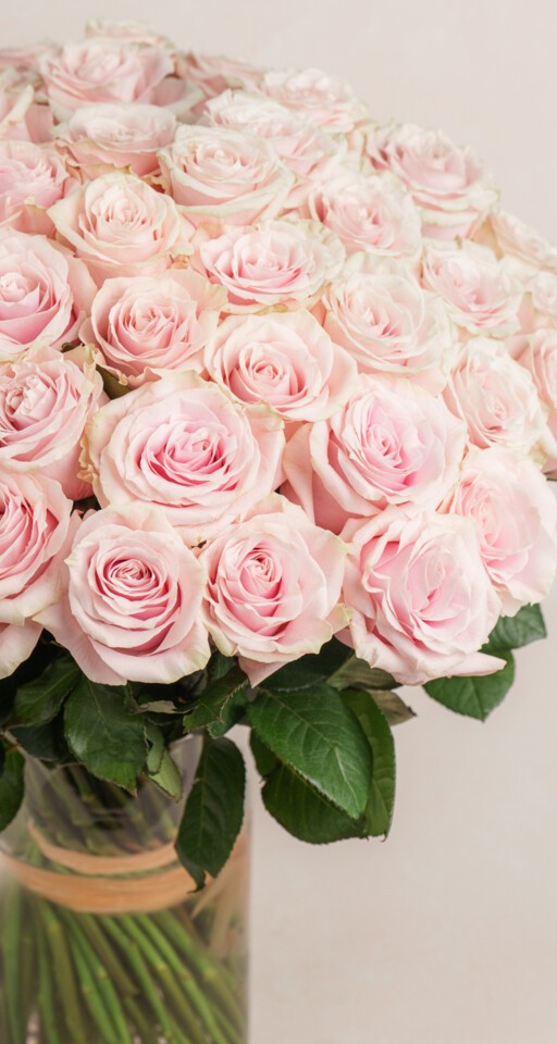 Grand Brigitte | 100 Pink Roses | Ode à la Rose