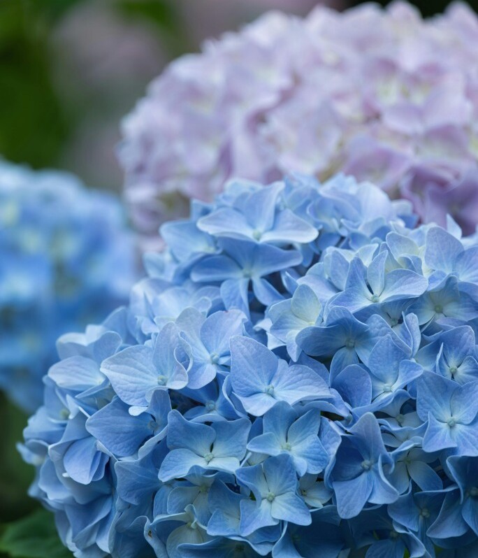 Flowers for Libra: Symbols, Types and Bouquet Guide