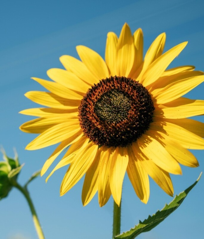 Flowers for Leo: Symbols, Types and Bouquet Guide