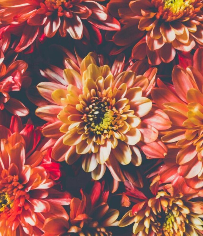 Flowers for Leo: Symbols, Types and Bouquet Guide