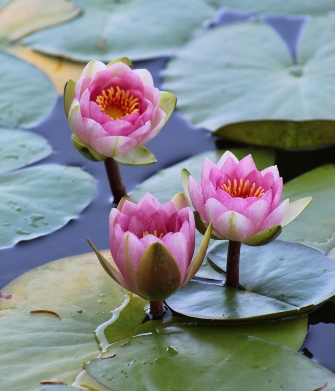 Flowers for Pisces: Symbols, Types and Bouquet Guide