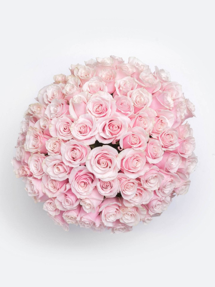 Grand Brigitte - 75 Stunning Pink Mondial Roses