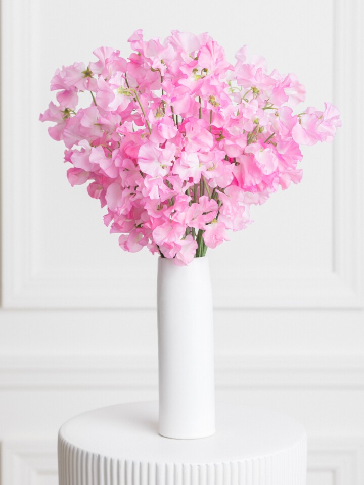 Pink Japanese Sweet Pea | 50 stems | Ode à la Rose