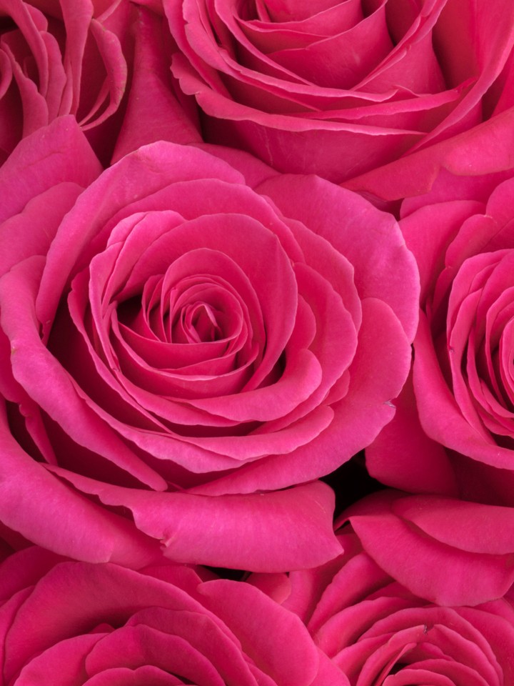 The Tilda Bouquet | 36 Pink Floyd Roses | Ode à la Rose