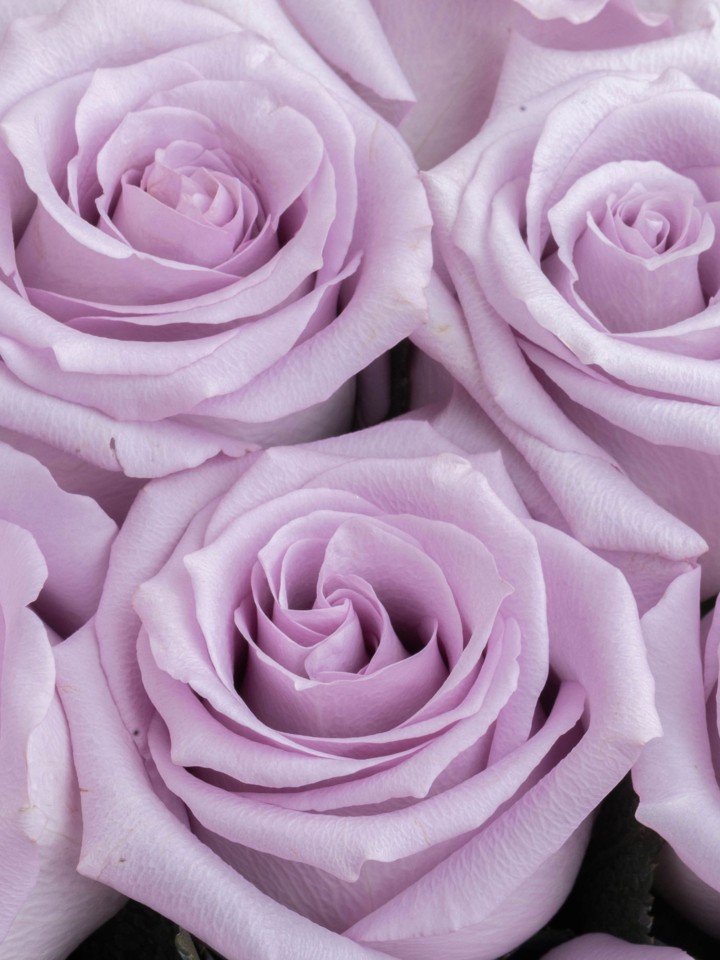 36 Purple Rose Bouquet Delivery | 3 Dozen Purple Roses | Ode à la Rose