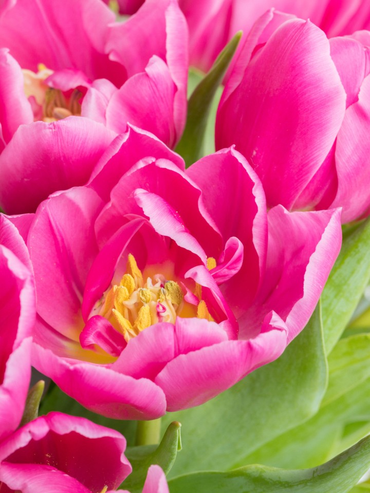 Large Gabrielle Bouquet | 30 Purple Tulips | Ode à la Rose