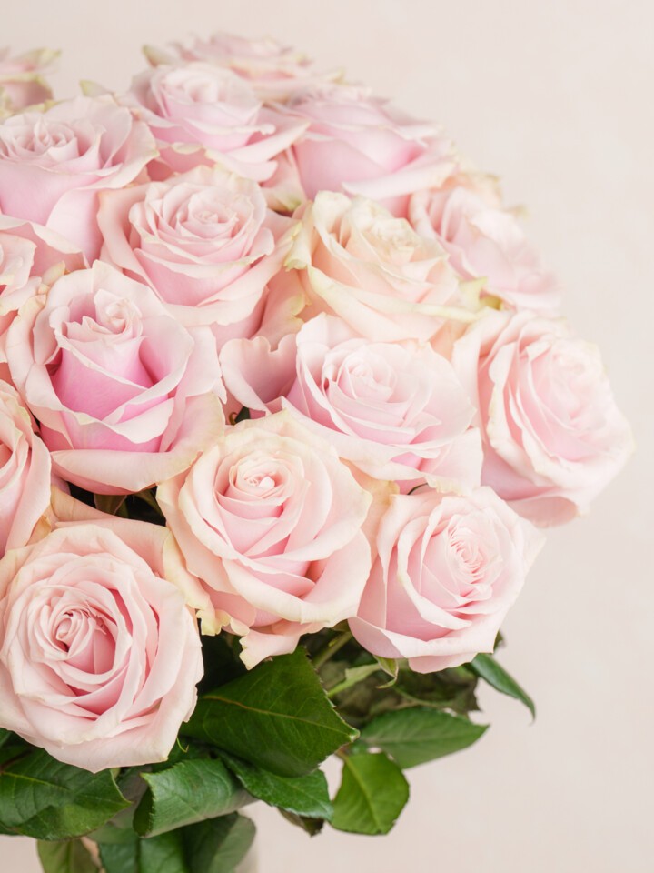 24 Pink Rose Bouquet Delivery | 2 Dozen Pink Roses | Ode à la Rose