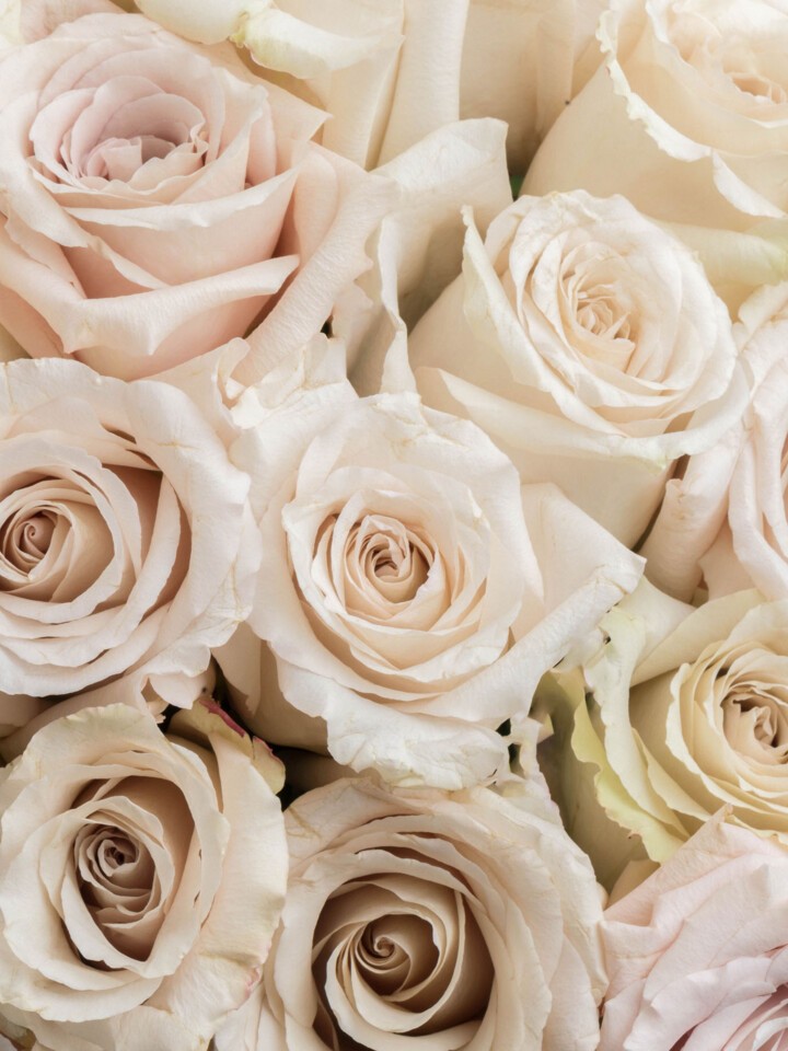 36 Quicksand Rose Bouquet Delivery | 3 Dozen Quicksand Roses | Ode à la ...