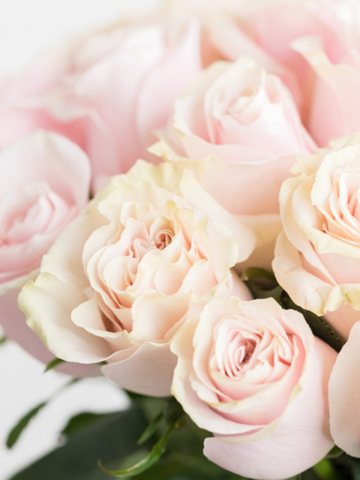 36 Pink Rose Bouquet Delivery | 3 Dozen Pink Roses | Ode à la Rose