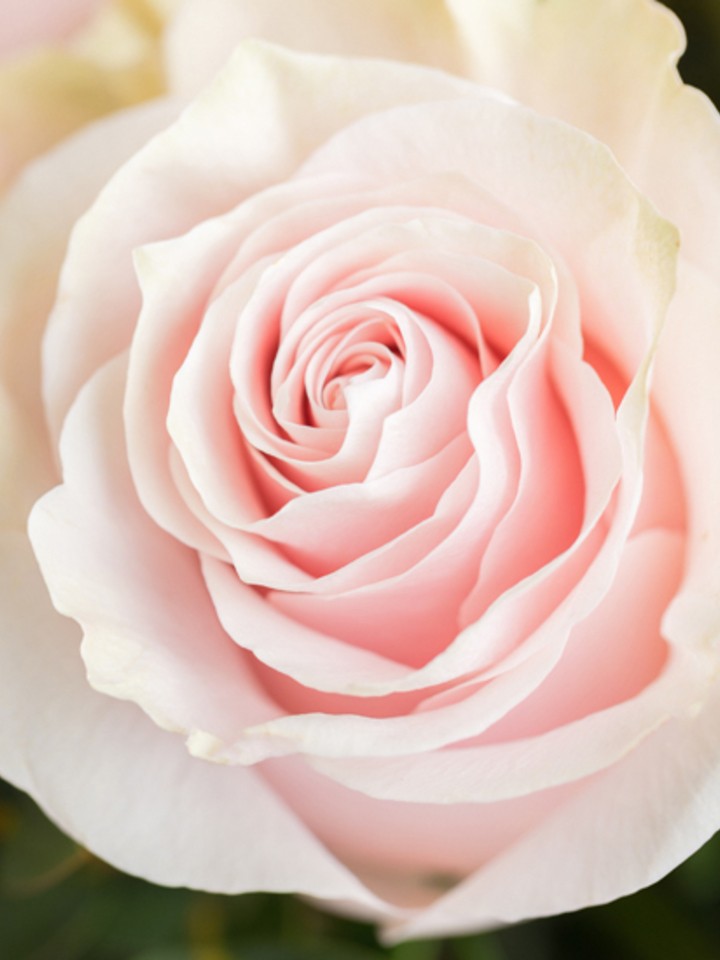 24 Pink Rose Bouquet Delivery | 2 Dozen Pink Roses | Ode à la Rose