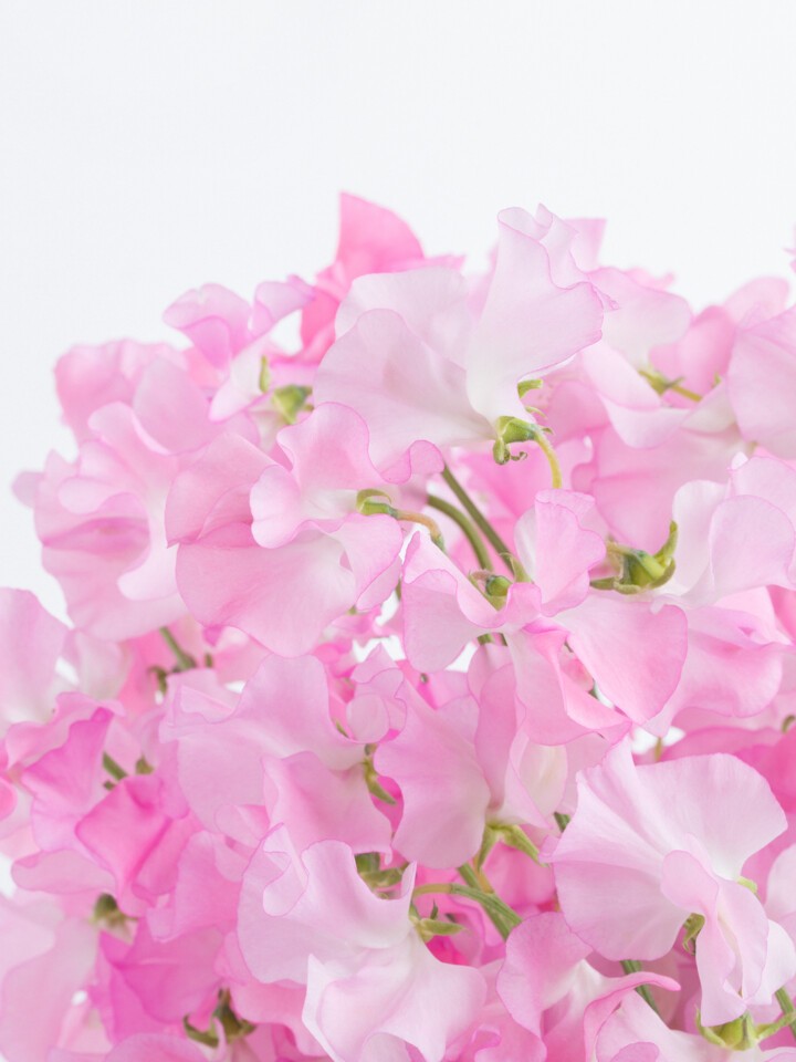 Pink Japanese Sweet Pea | 50 stems | Ode à la Rose