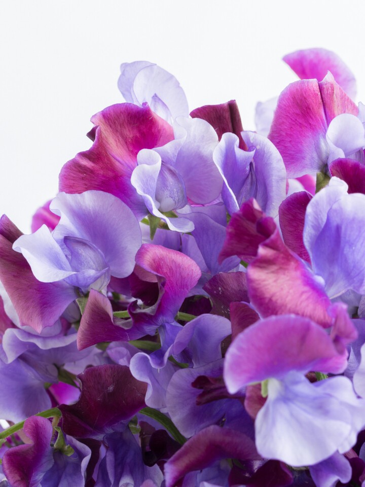 Purple Japanese Sweet Pea | Ode à la Rose