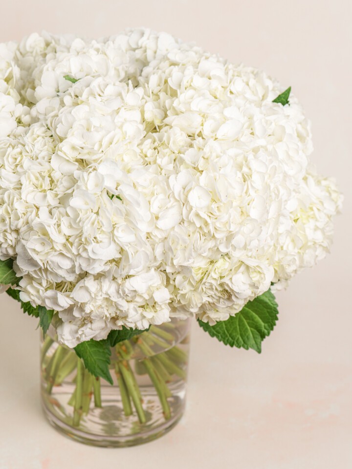 Grand Blanche - 25 Stems of White Hydrangea