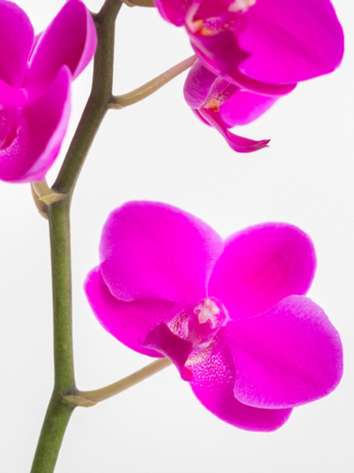 Double Magenta Orchid - 18-Inch Orchid in Wood Box