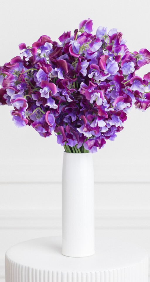 Purple Japanese Sweet Pea | Ode à la Rose