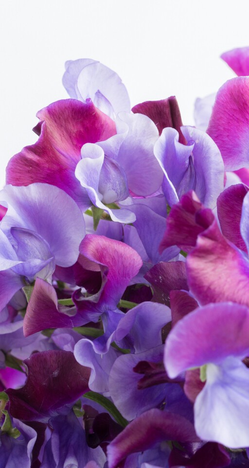 Purple Japanese Sweet Pea | Ode à la Rose