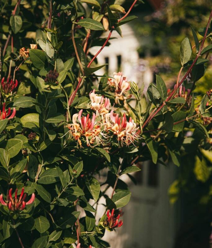 Flowers for Aries: Symbols, Types and Bouquet Guide