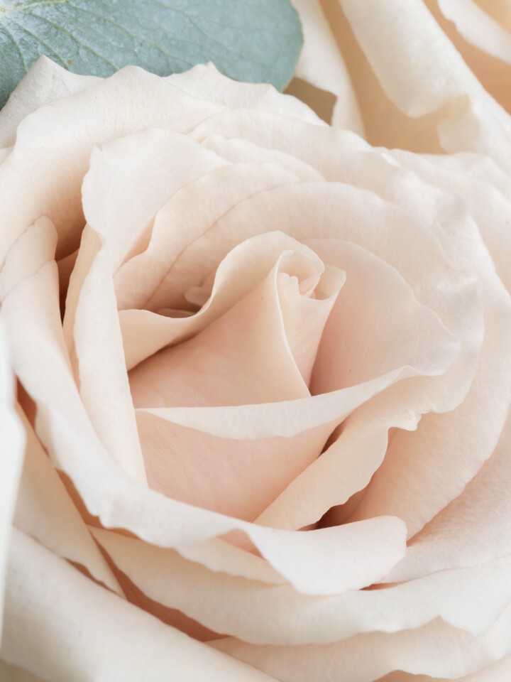 12 Quicksand Rose Bouquet Delivery | 2 Dozen Quicksand Roses | Ode à la ...